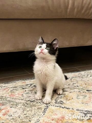 Ласковый котёнок на счастье