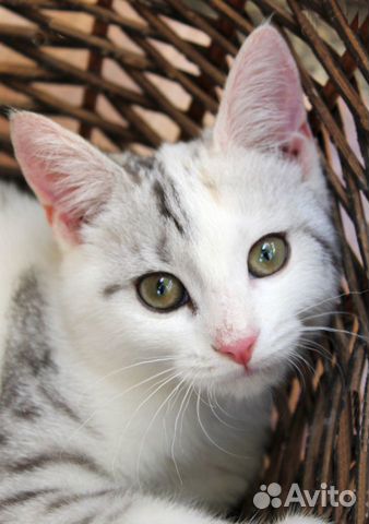 Котенок Зая ищет дом