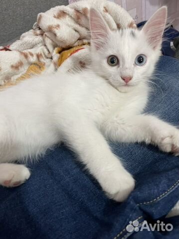 Котик разноглазый