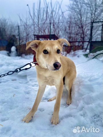 Собака в добрые руки