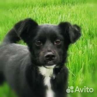 Стерилизованная небольшая собачка в добрые руки