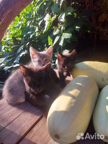 Котята даром