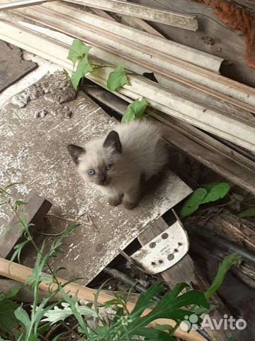 Спасите котёнка