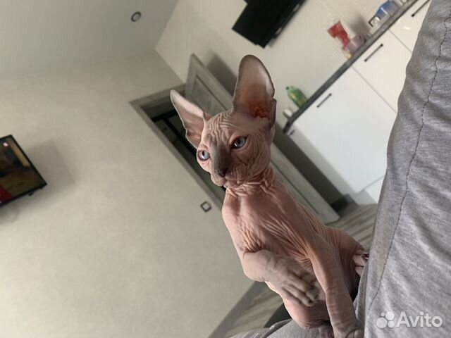 Котенок Сфинкс