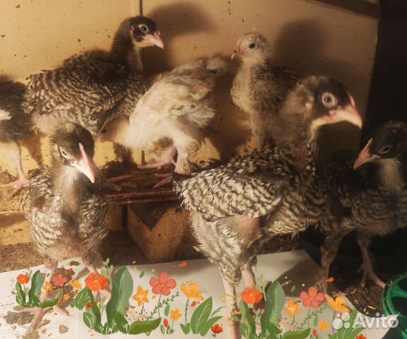 Цыплята мехеленская кукушка,брама