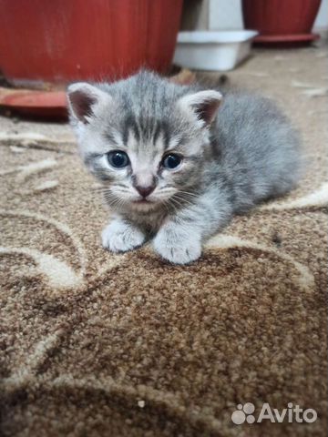 Котятки в добрые руки