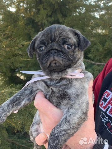 Мопс девочка brindle