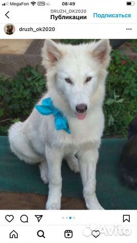 Собака в добрые руки