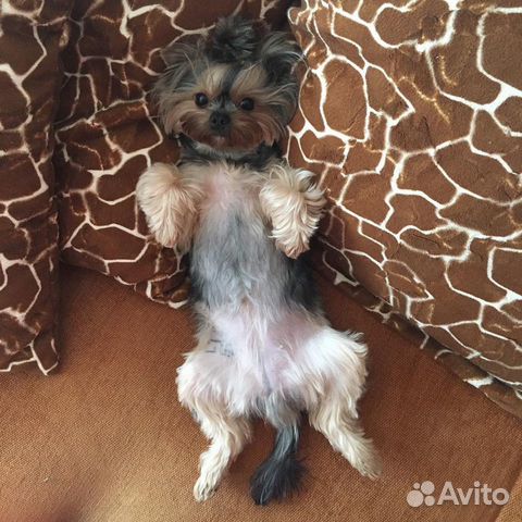 Йоркширский терьер потерялась