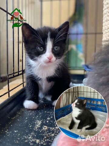 Котенок кошечка и котик