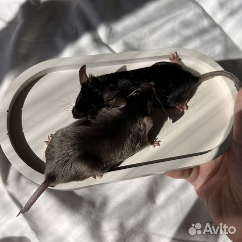 Декоративные мыши сатиновые мыши девочки самки