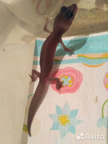 Эублефары морфы Близзард