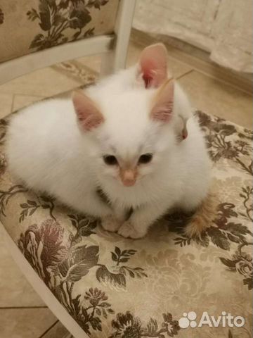 Тайские котята