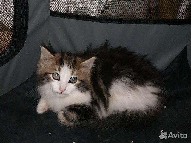 Маленький пушистый котенок мальчик ищет дом