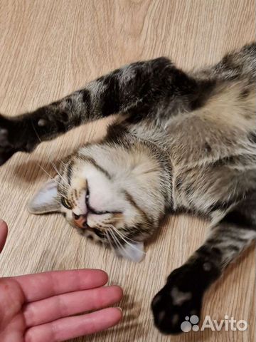 Котенок компаньон ищет дом