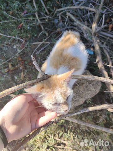 Котик в лучшие ручки