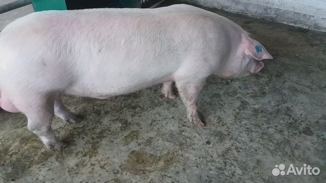 Поросята Ландрас