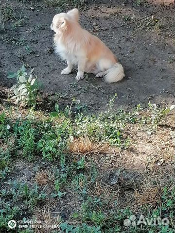 Длиношерстный красавец чихуа