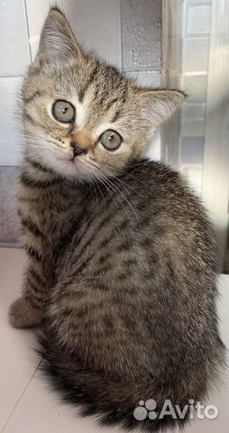 Британская