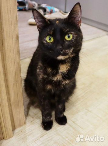 Стерилизованная молодая кошечка в добрые руки