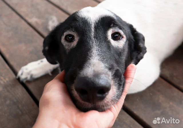 Собака ищет новый дом или куратора