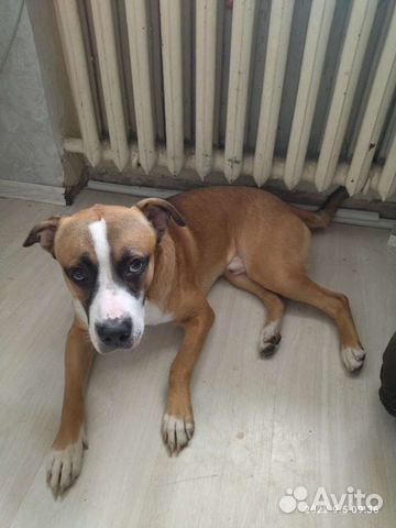 Собаки бесплатно в добрые руки