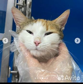 Рози. Кошка в беде