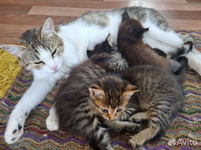 Котята в добрые руки