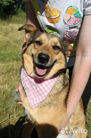 Милая собачка Ася ищет семью