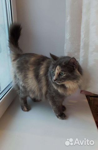 Кошка Маргоша в дар