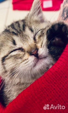 Отдам котёнка в добрые руки