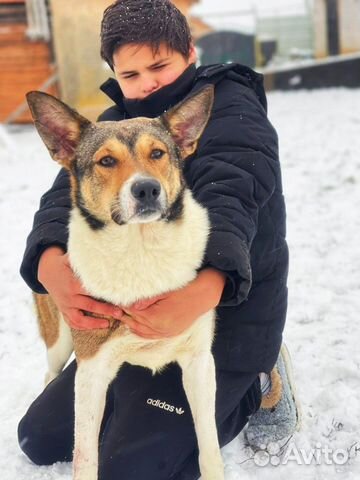 Эрни 1,5 года Метис хаски и лайки