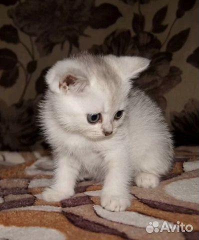 Котенок породы серебристая шиншилла