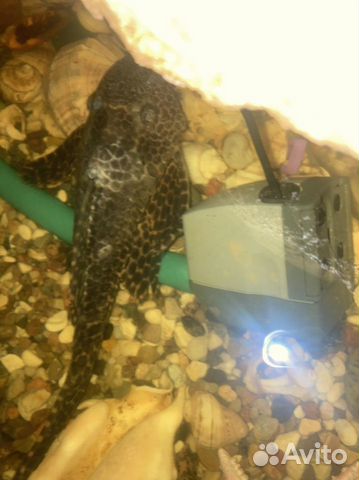 Отдам сома парчового 15 см