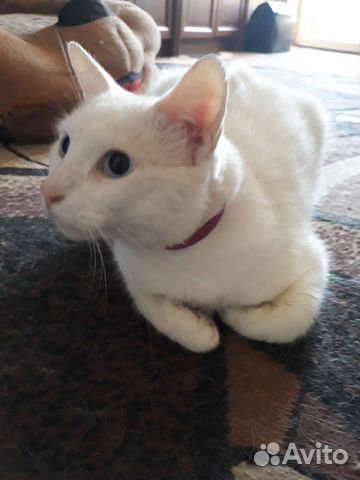 Молодой белый Британец в добрые руки