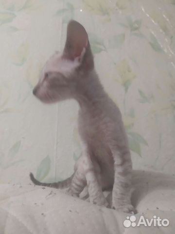 Кошка корниш рекс лиловый мрамор