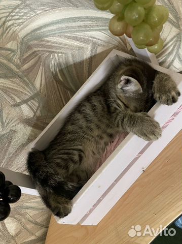 Котенок в добрые руки