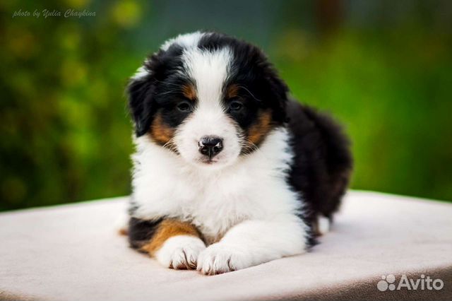 Щенки австралийской овчарки