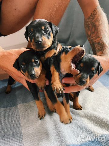 Щенки цвергпинчера