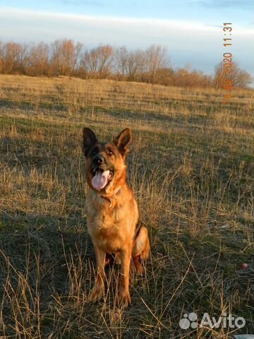 Великолепные щенки немецкой