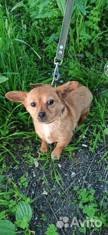 Собака маленькая, Рыжка 5 кг