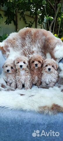 Мальтипу f1 mini щенок