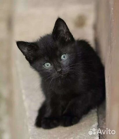 Ищу чёрного котёнка