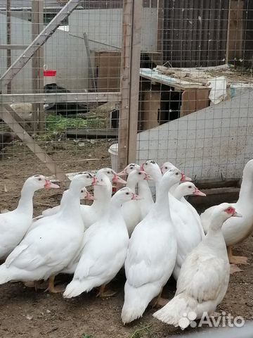 Мускусные утки