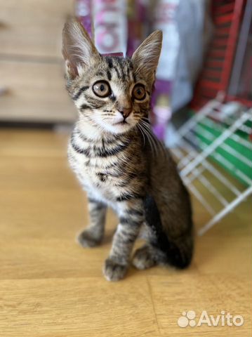 Котенок девочка хочет домой