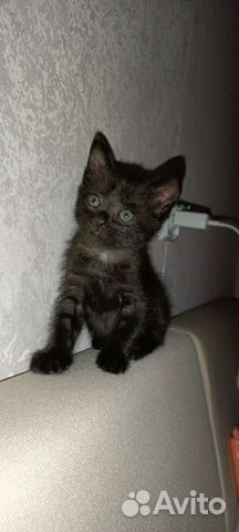 Кошка в дар бесплатно