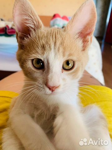 Котенок в дар бесплатно