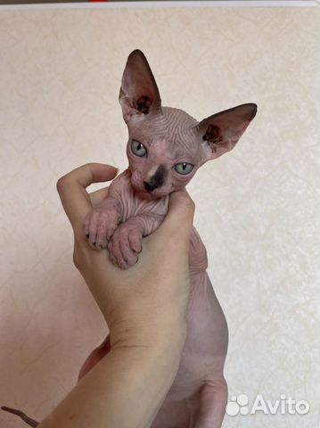 Канадский сфинкс мальчик