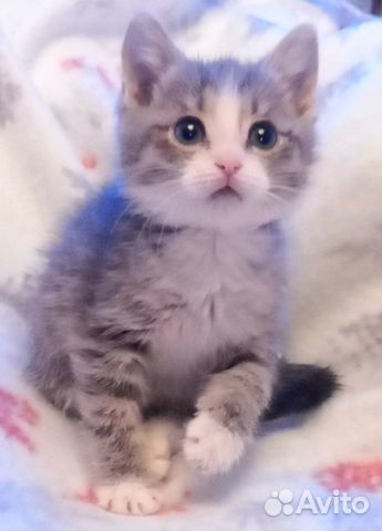 Котенок- нежное создание, девочка