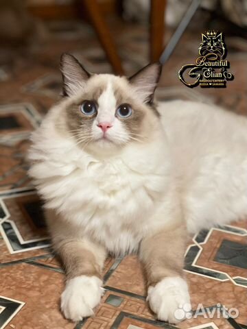 Мальчик рэгдолл